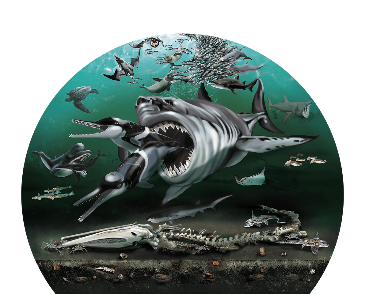 Udforsk Livet I Gramhavet Museum S nderjylland Udforsk Livet I Gramhavet Museum S nderjylland